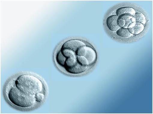 What is IVF Embryo Grading? - Cyprus American IVF Center